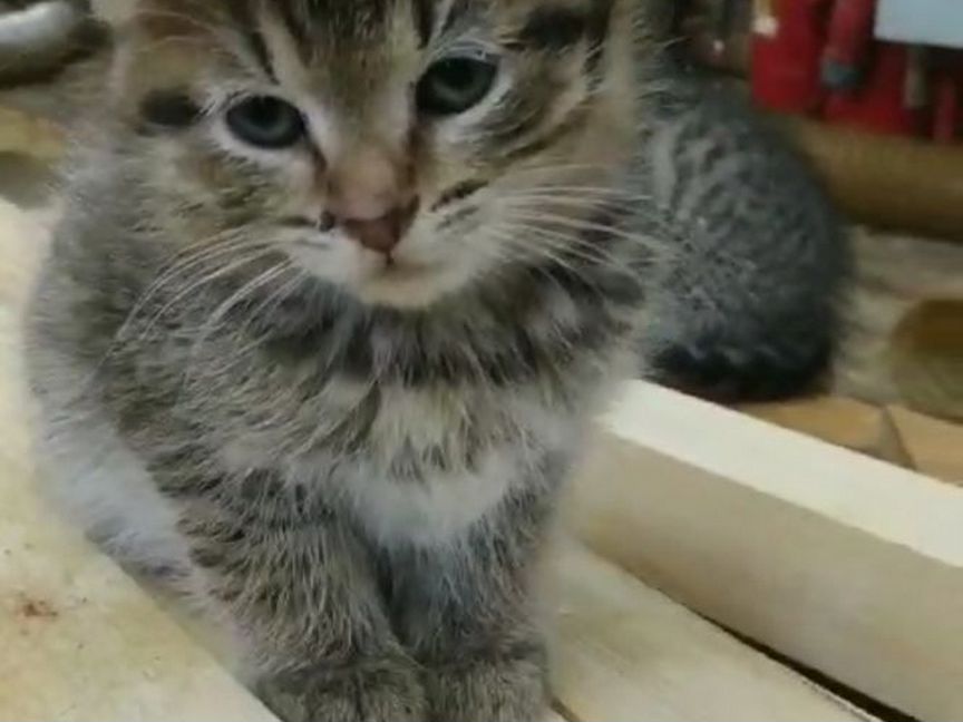 Кошка в дар бесплатно