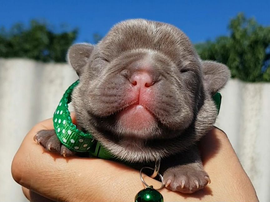 Изабелловый мальчишка щенок