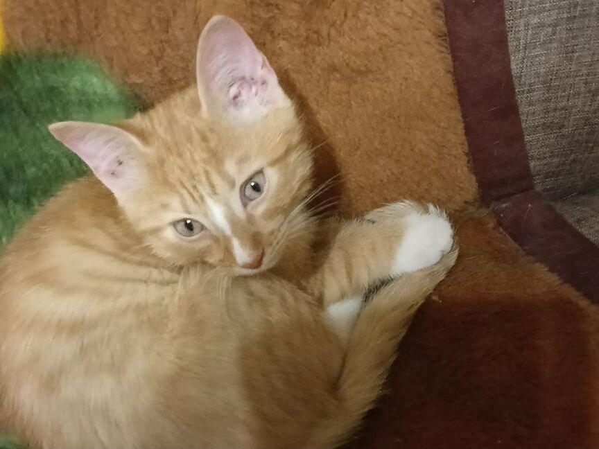 Кошка в дар бесплатно