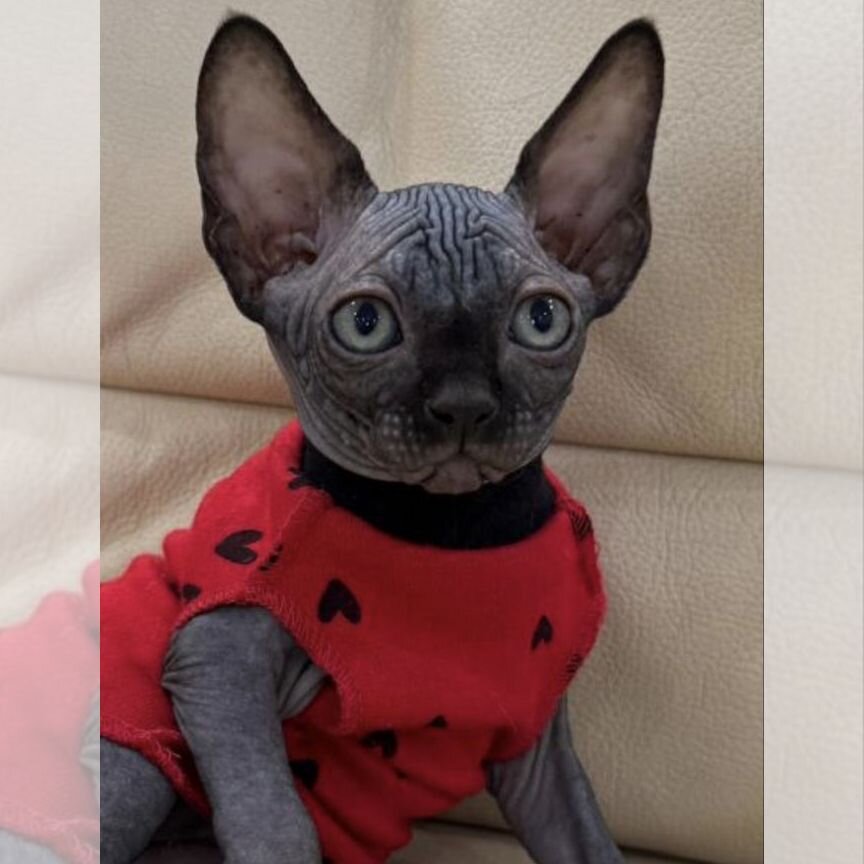 Канадский сфинкс котёнок