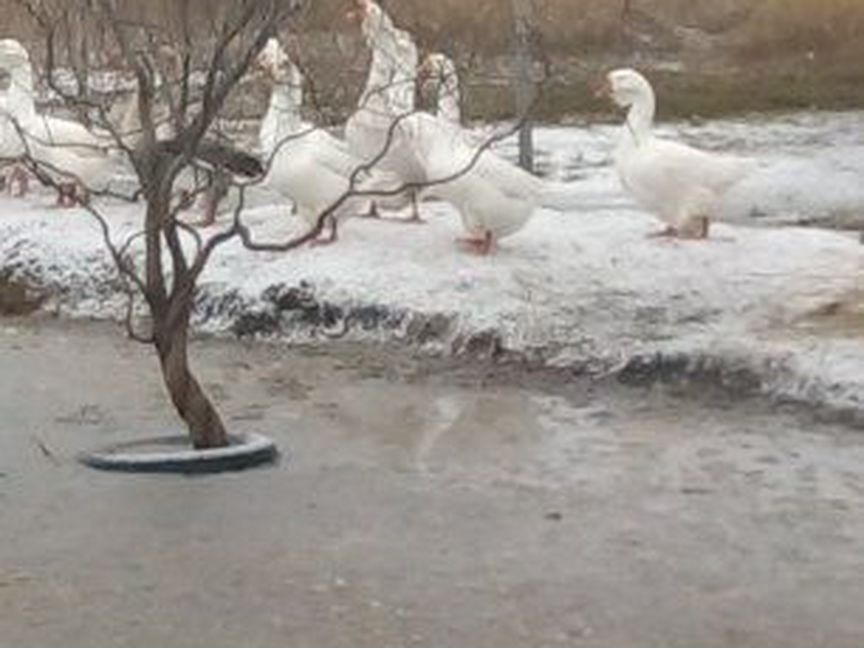 Гуси Холмогоры