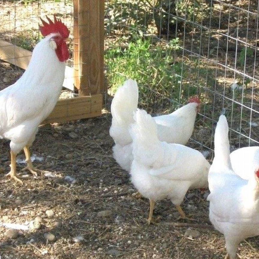 Несушки под заказ с бесплатной доставкой