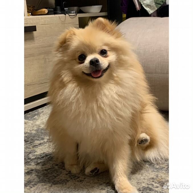 Ищем для вязки девочку шпитца