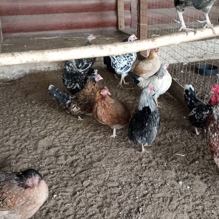 Курочки шабу