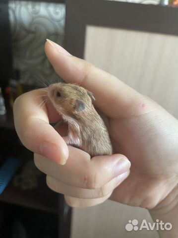 Сирийские хомячки