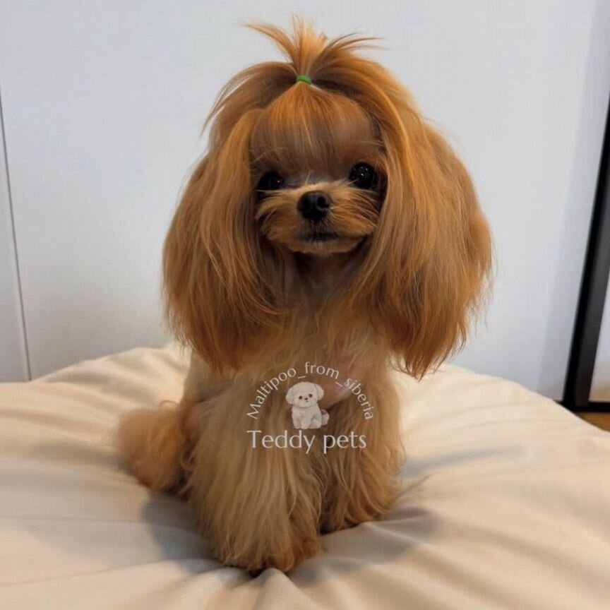 Мальтипу, щенок