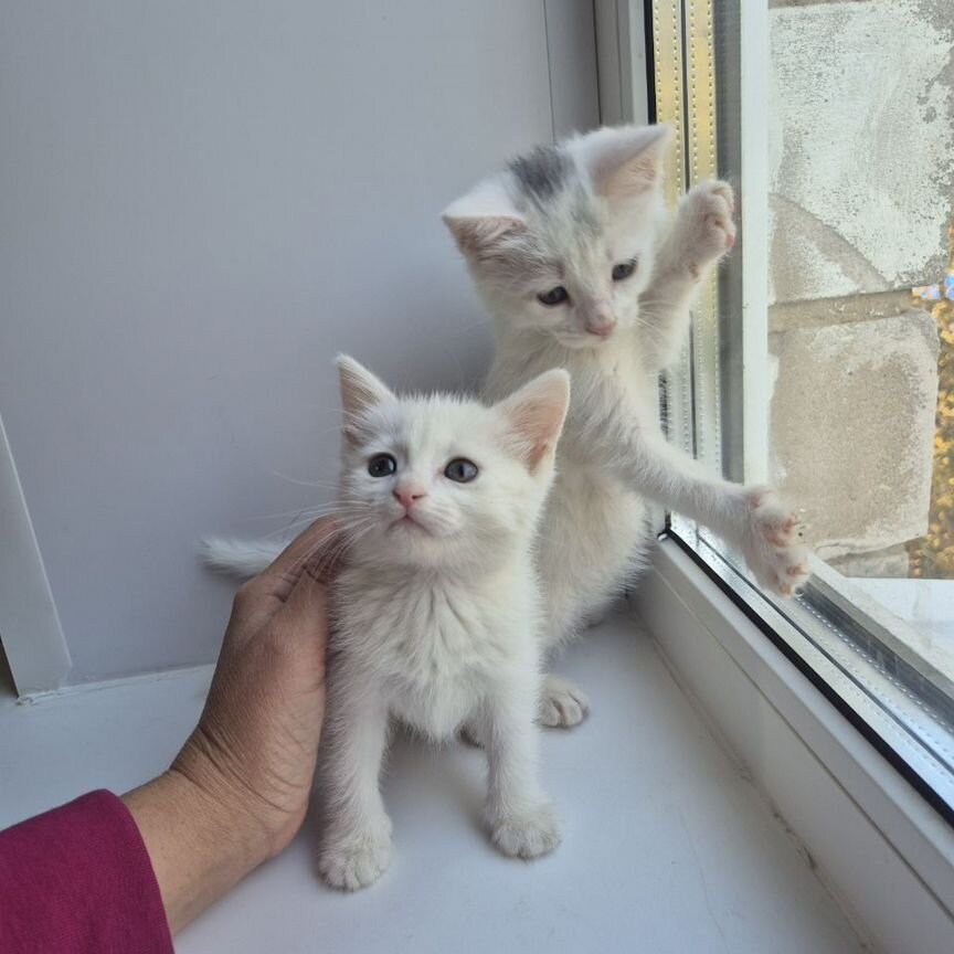 Белые котята