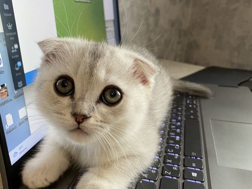 Шотландский вислоухий котенок