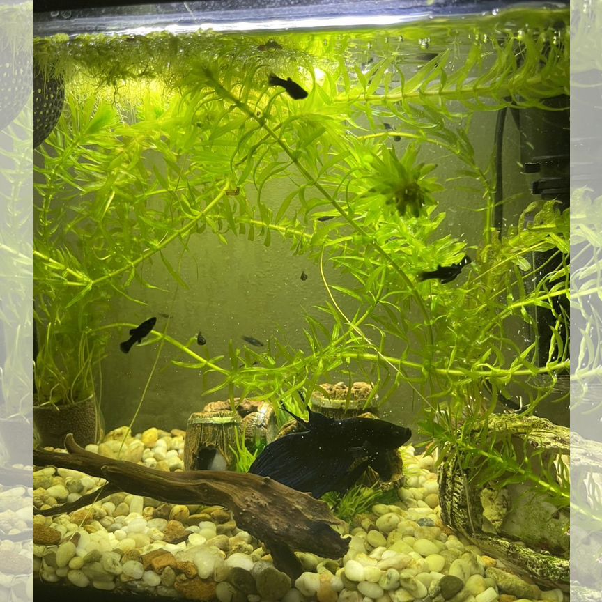 Мальки моллинезии