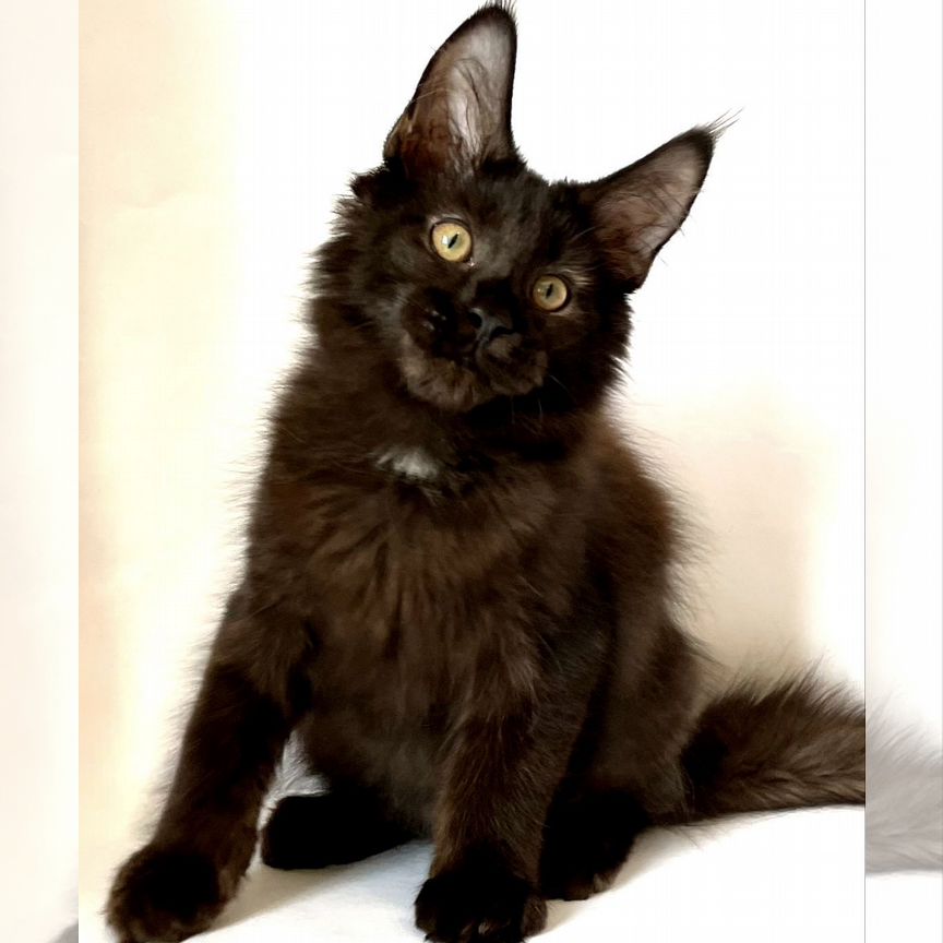 Мейн-кун котёнок