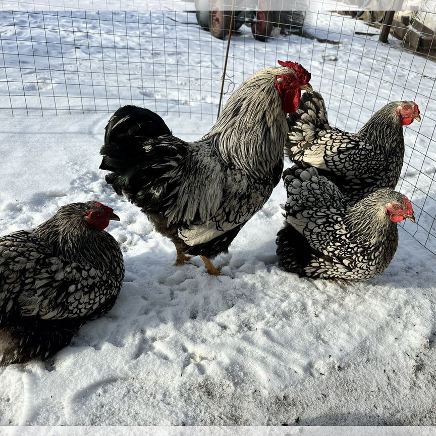 Куры породы Виандот