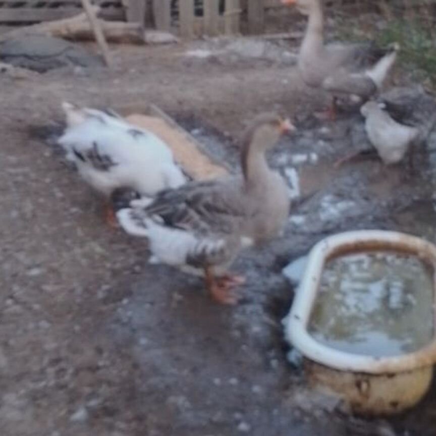 Гусиная семейка