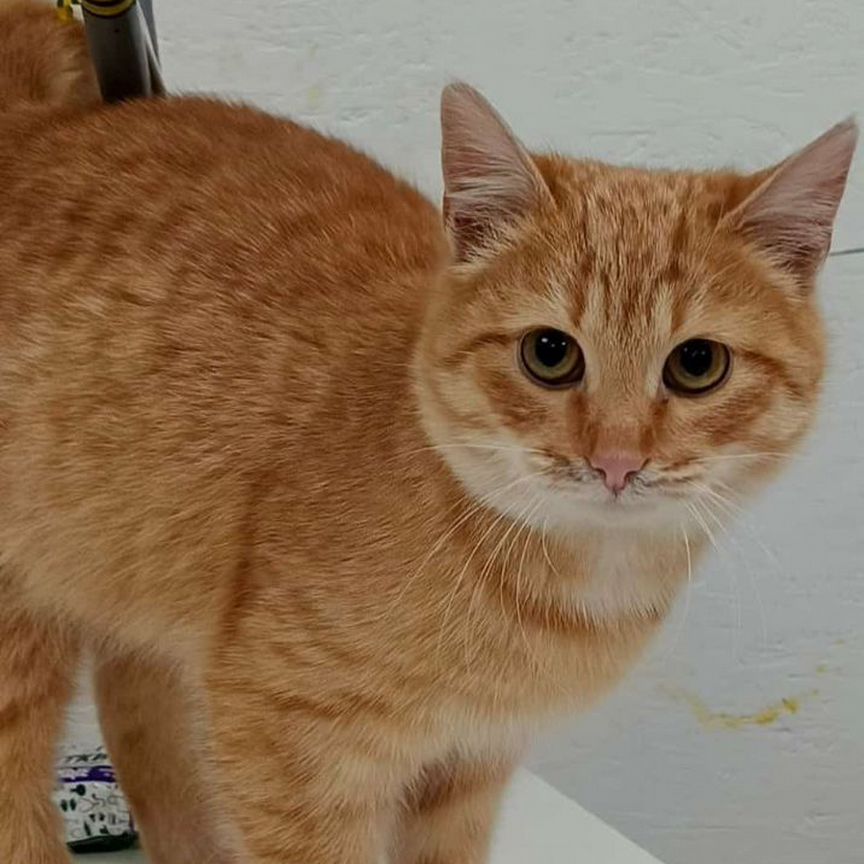 Солнечный котенок