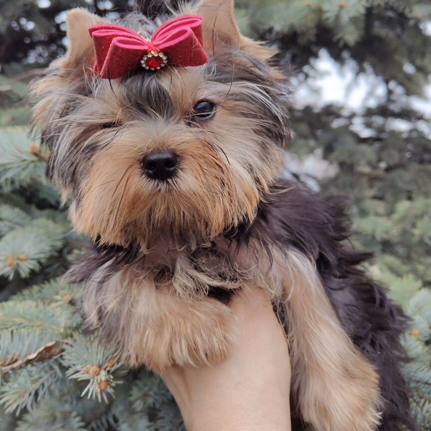 Йоркширский терьер, щенок