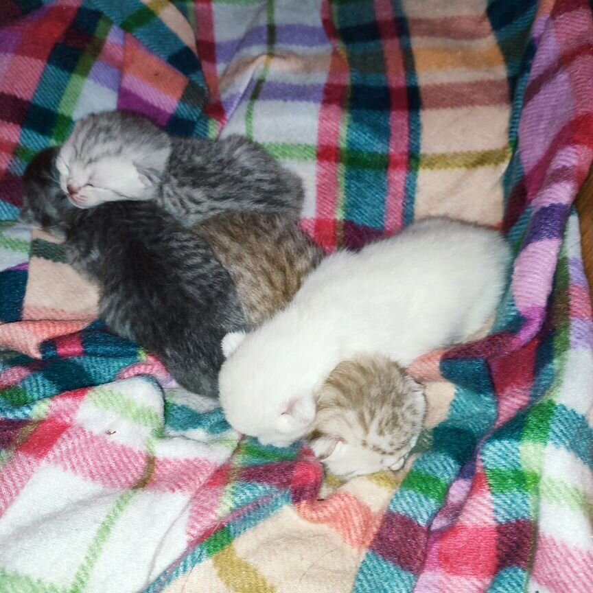 Шотландские котята