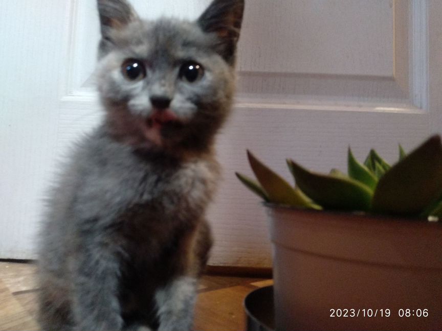 Котята от кошки крысоловки