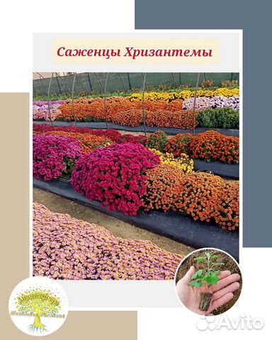 Рассада Хризантемы купить в Подольске | Товары для дома и дачи | Авито