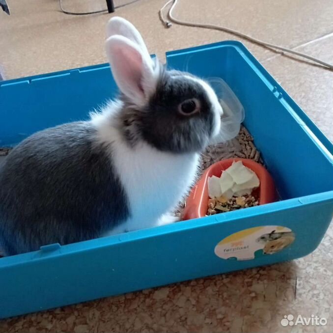 Декаративные кролик на вязку, Мальчик