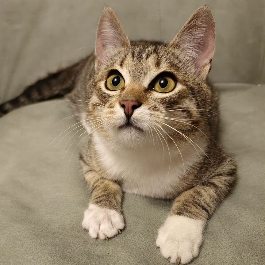 Котёнок в добрые руки