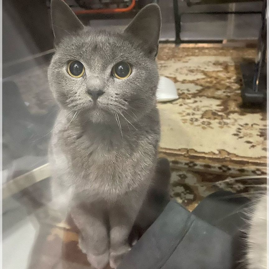Отдам кота в добрые руки