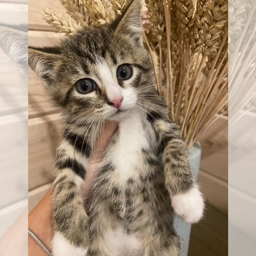 Котенок