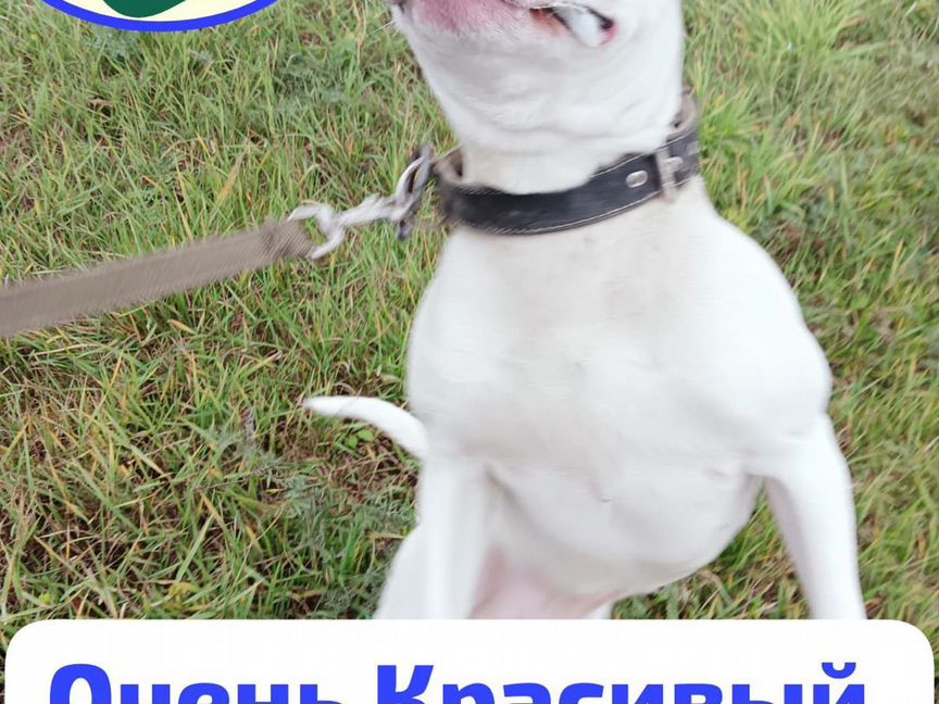 Собака в беде