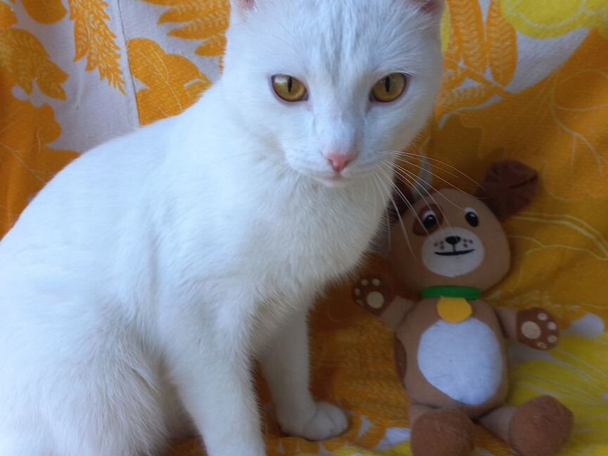 Котик кастрированный