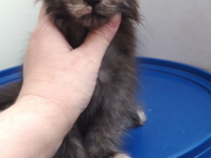 Мейн-кун полидакты 76