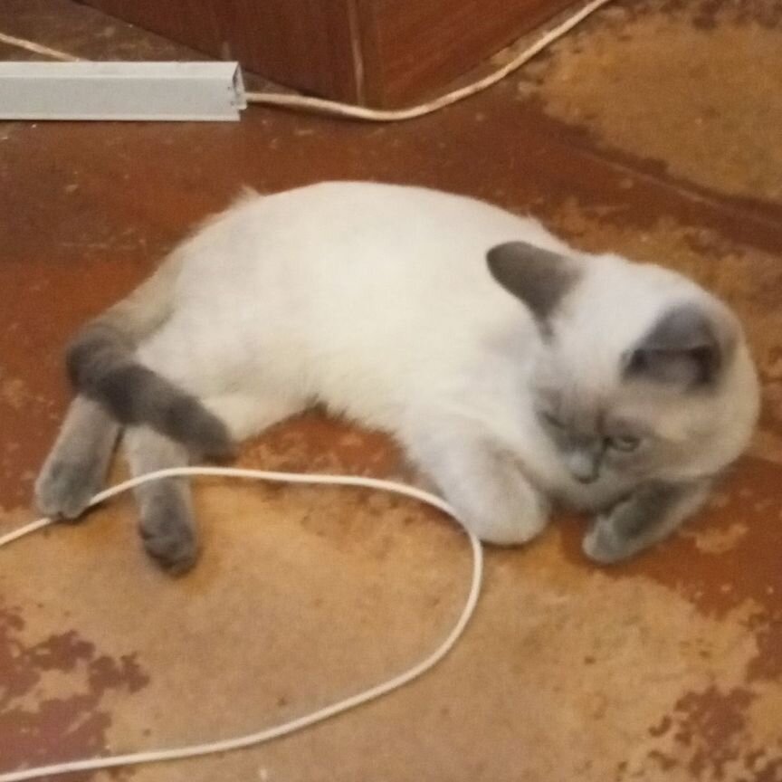 Отдам кота в добрые руки с домиком ходит в лоток