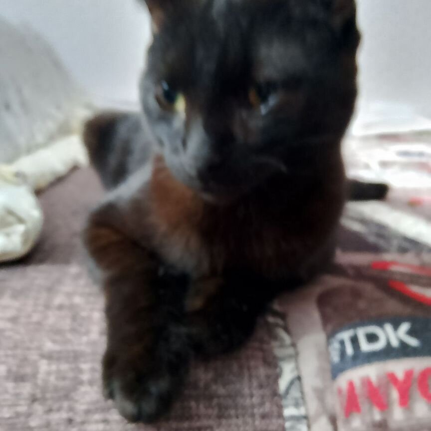 Котенок в добрые руки