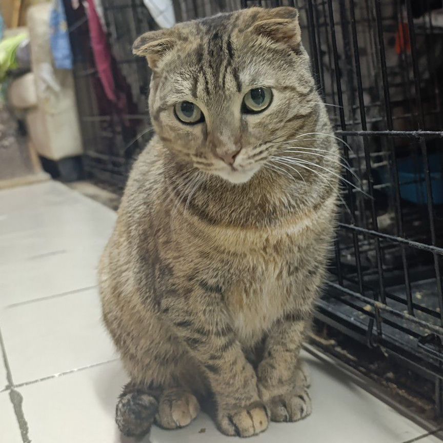 Взрослая, кошка в добрые руки