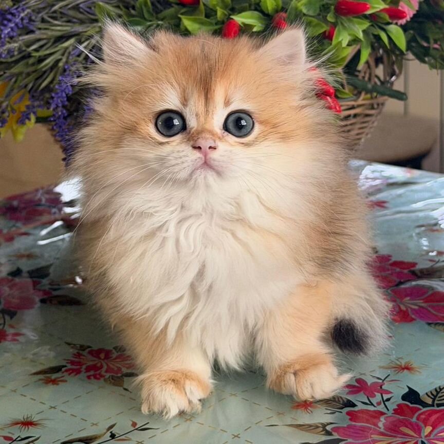 Британский длинношёрстный котёнок