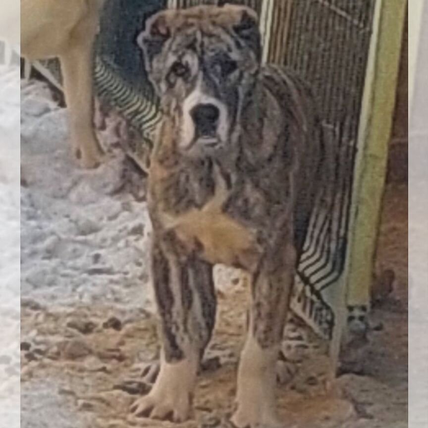 Среднеазиатская овчарка, щенок