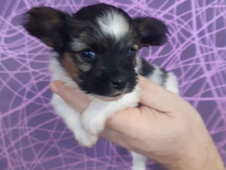 Бабочка-триколор папийон