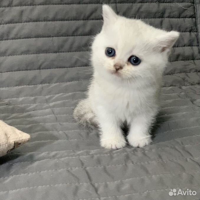 Белый кш британский котенок