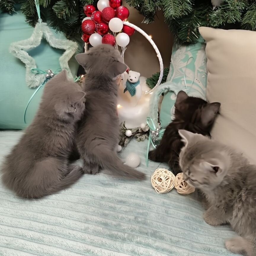 Британский короткошёрстный котёнок