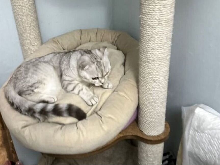Шотландский вислоухий кот 4 месяца