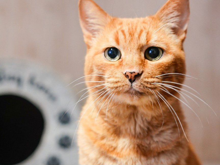 Кот Рыжик ищет дом