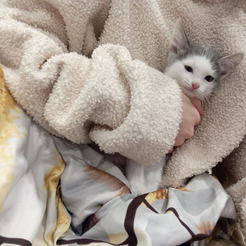 Котенок