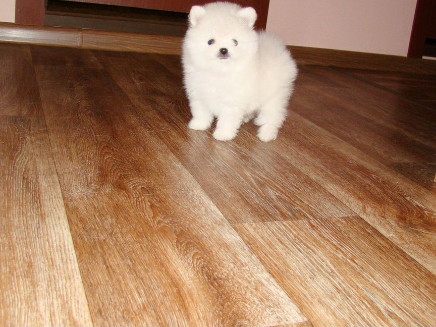 Шпиц мальчик померанчик