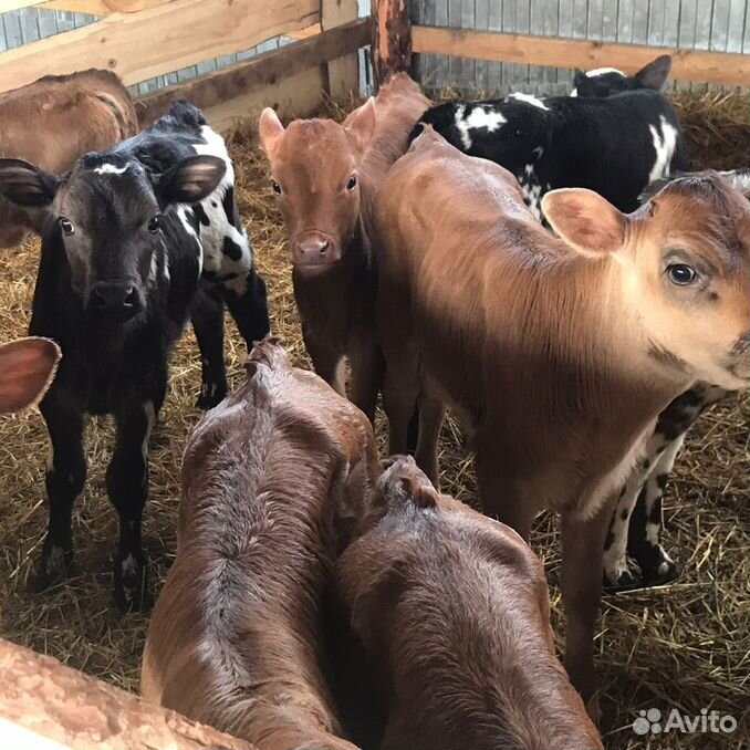 Телята бычки тёлки доставка бесплатно