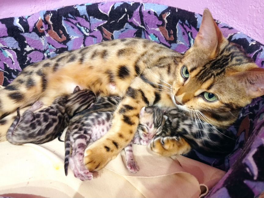 Бенгальские котята