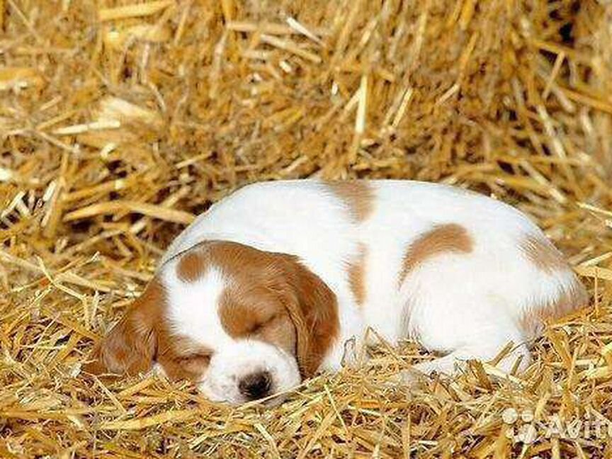 Сено на подстилку для собак