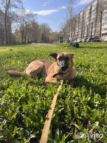 Собака в добрые руки