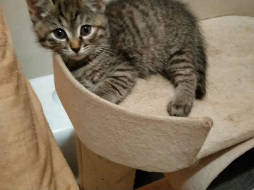 Котёнок
