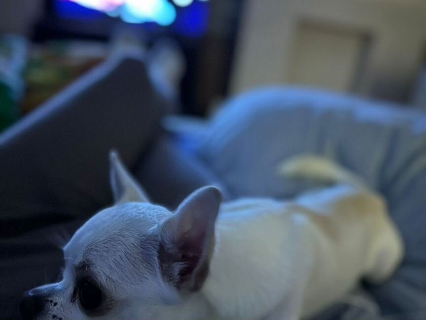 Собака потеряшка