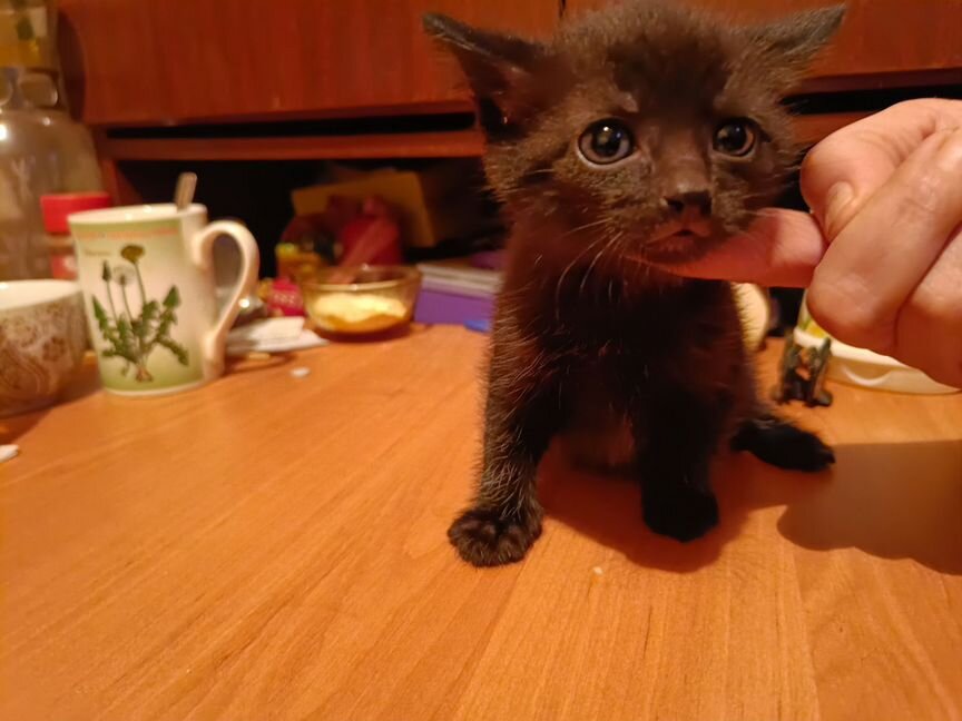 Кошки