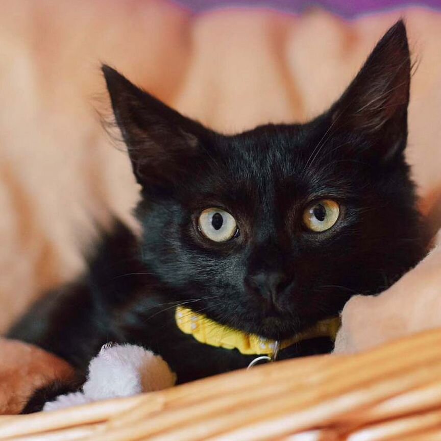 Черный котенок в дар