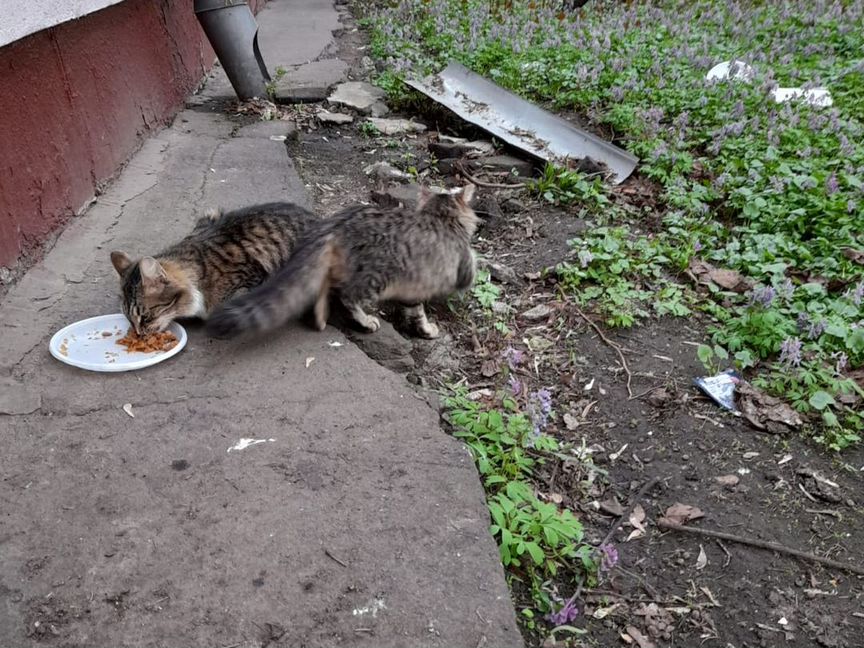 Ищут дом мама и сыночек