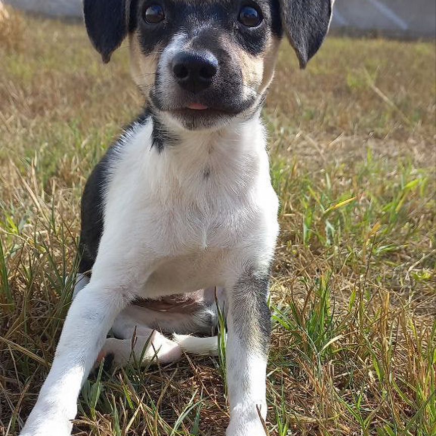 Маленькое сердце в поисках любви и заботы